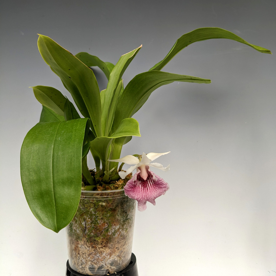 Cochlezella Amazing Andrea 'Pretty in Pink' (Cochleanthes ...