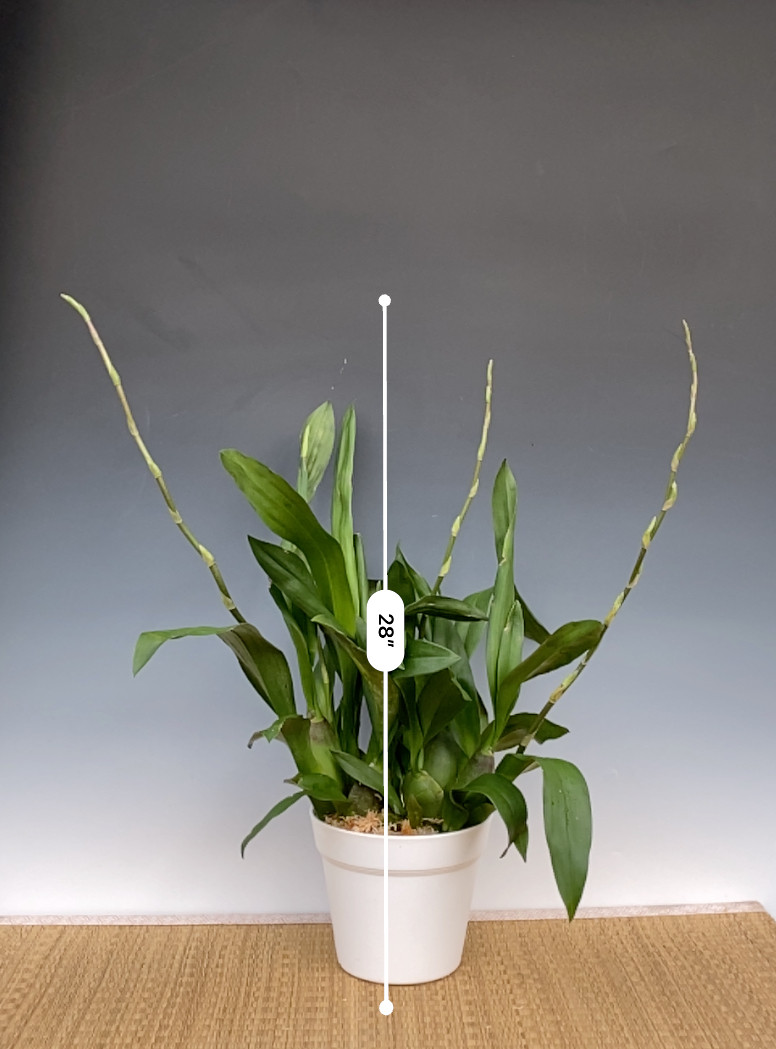 Oncostele Wildcat 'Yellow King' (Oncostele Rustic Bridge x Oncidium ...