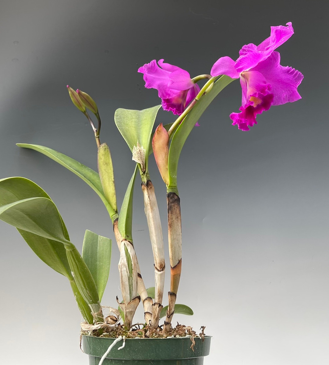 Rhyncattleanthe Golden Eye (Ctt. Molly Tyler 'Rivermont' FCC/AOS x Rlc ...