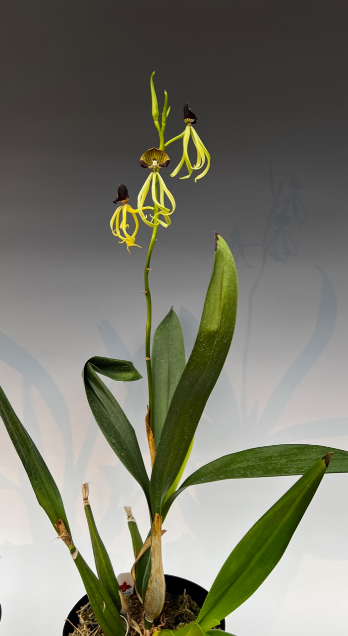Prosthechea cochleata 'Octopus's Garden' - Collection Plant Division ...