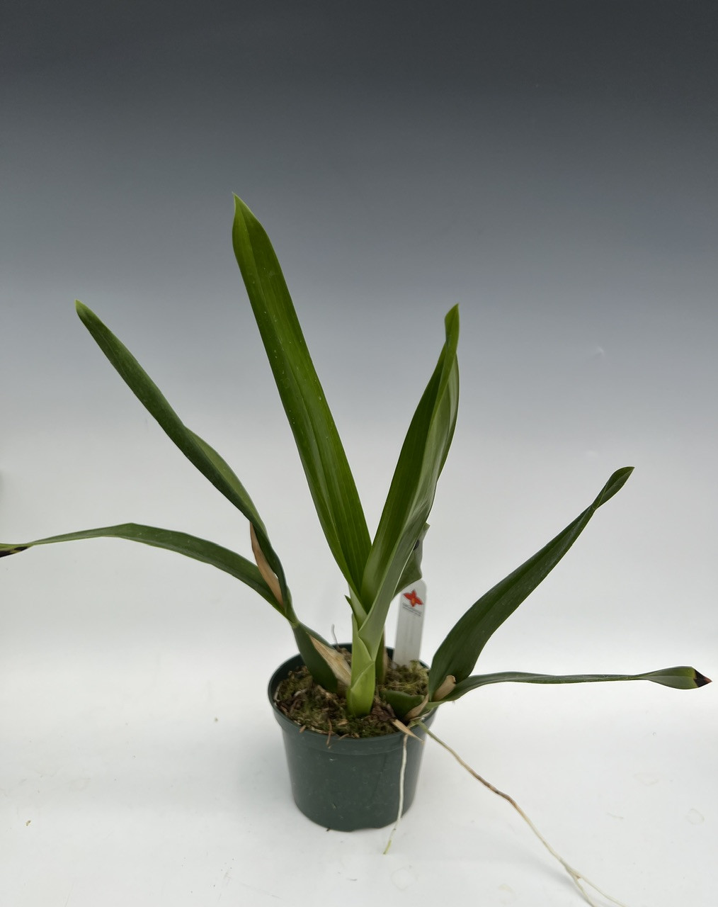 Prosthechea cochleata 'Octopus's Garden' - Collection Plant Division ...