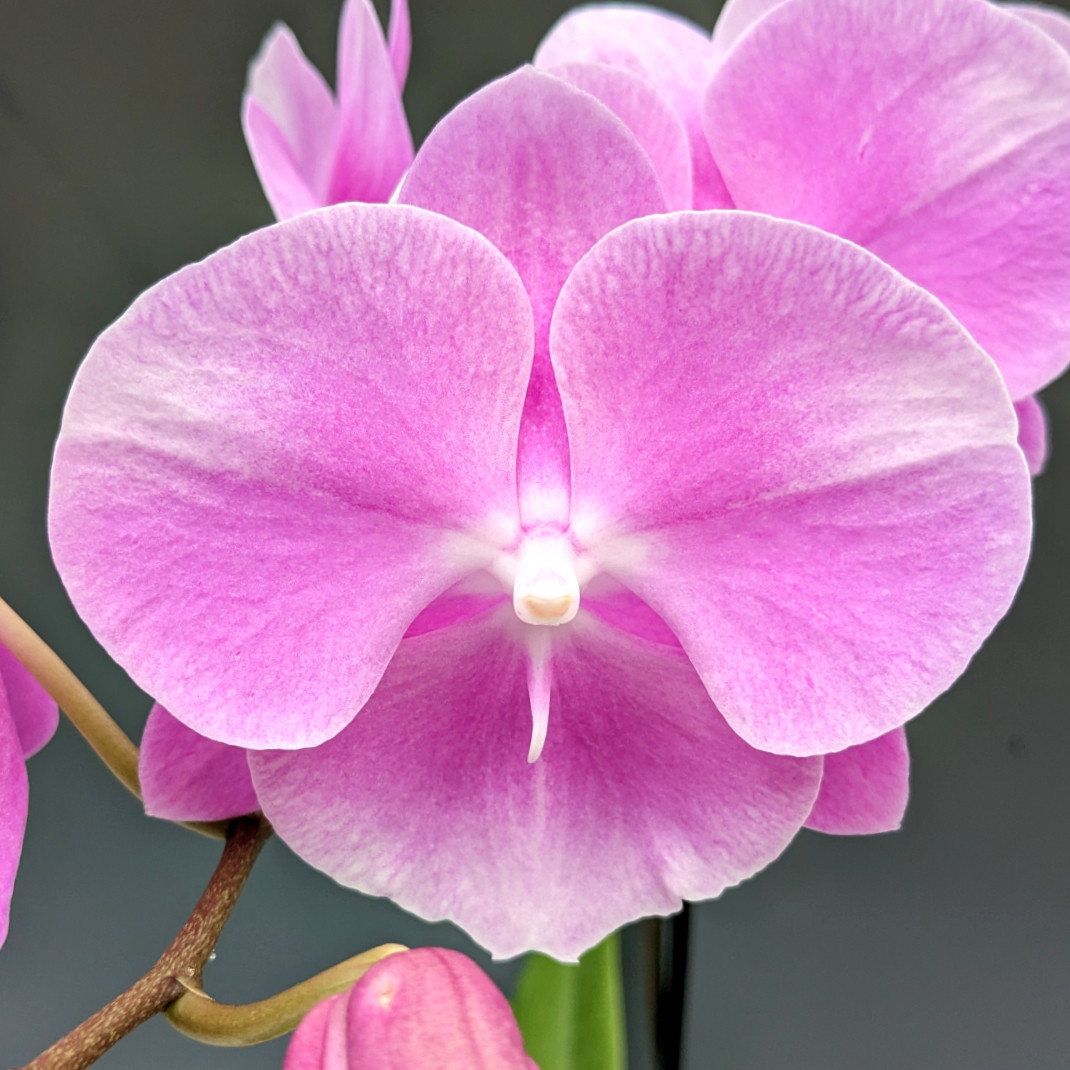 Phal. Yushan D-pearl (Fusheng Pink Pearl x Yu Pin Easter Island) - OrchidWeb