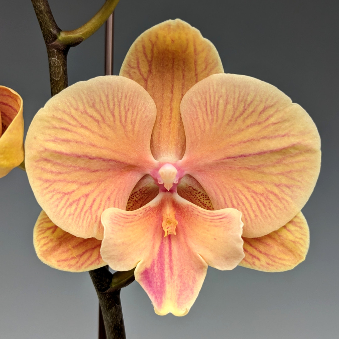 Phal. Lioulin Smart Lip (OX Golden Star x LongShu Easter Beauty) - OrchidWeb