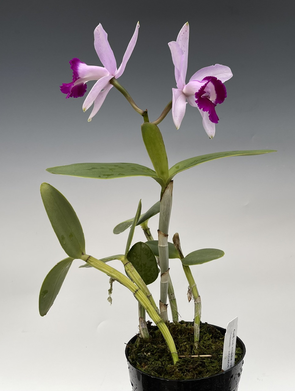 Cattleya intermedia orlata ‘Crownfox’ AM/AOS - OrchidWeb
