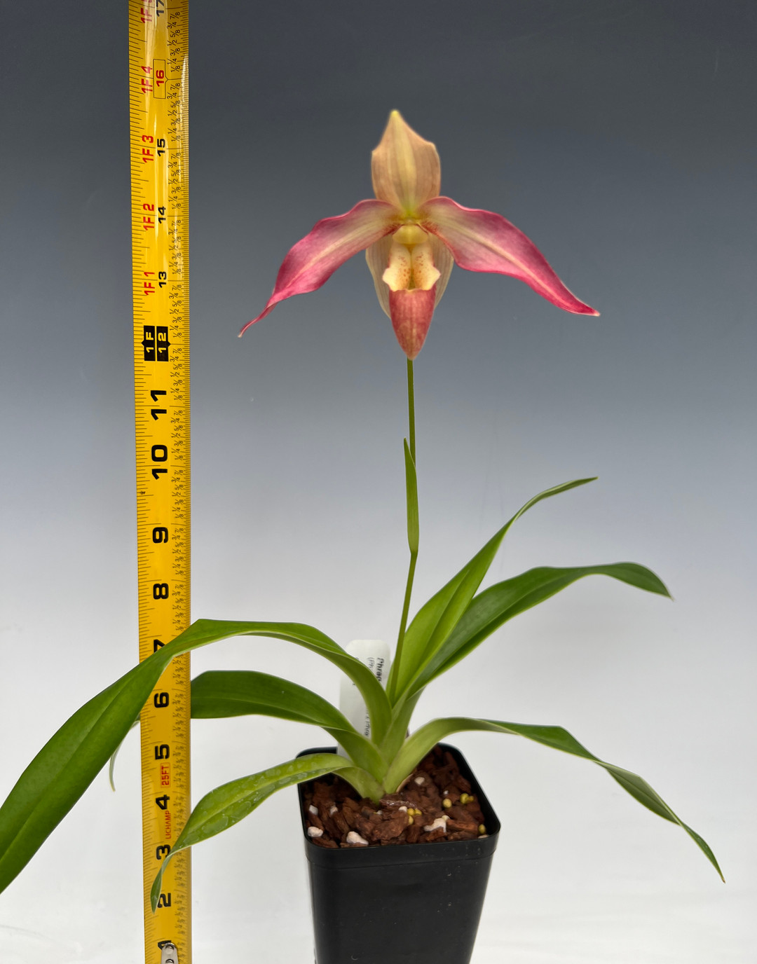 Phrag. Eric Young 3N (1/2 flava) (longifolium x besseae flavum 4N ...