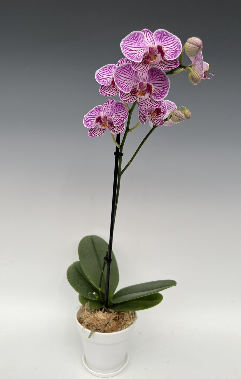 Phal. Bubble Gum 'Candy Stripe' (Leopard Prince x Tying Shin Angel ...
