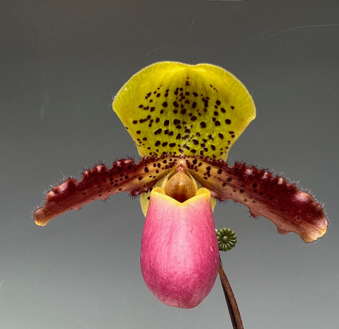 Paph. Fajen's Fiesta (moquettianum x henryanum) - OrchidWeb