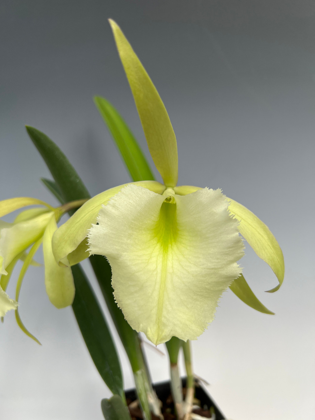 Rhynchovola Jimminey Cricket (Brassavola nodosa x Rhyncholaelia ...