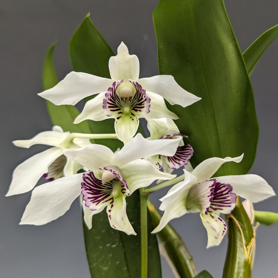 Dendrobium Island Mist - Specimen Plants (Roy Tokunaga x rhodostictum ...