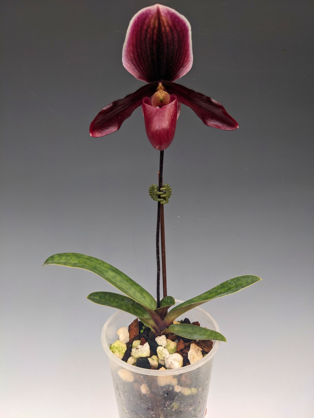 Paph. Ruby Charm (helenae x Wonderful Ruby) - OrchidWeb