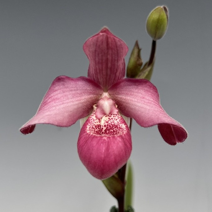 Phrag. Vyonne Fay Wilson - Individual Listing (lindleyanum x fischeri ...