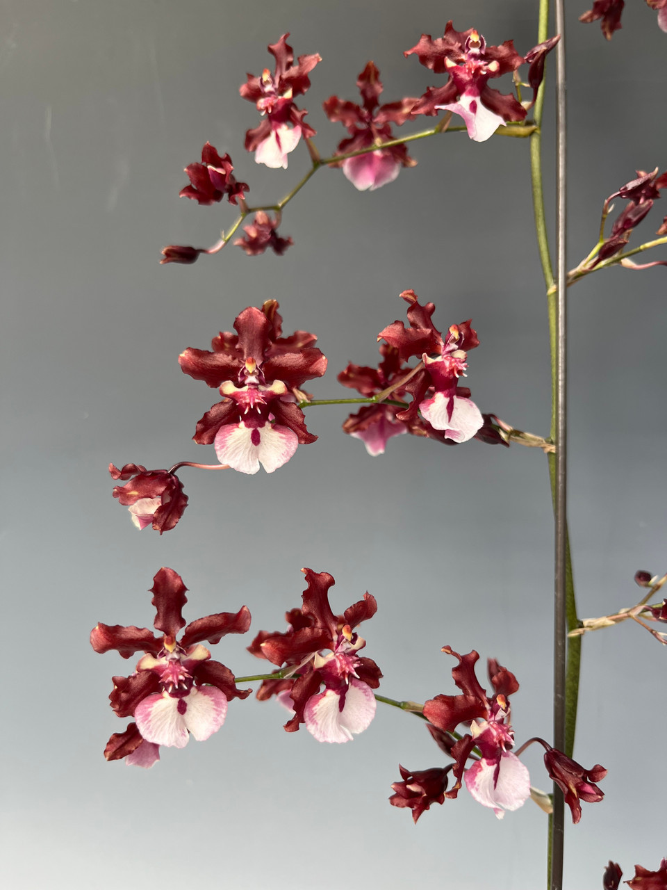 Oncidium Sharry Baby 'Sweet Fragrance' AM/AOS - OrchidWeb