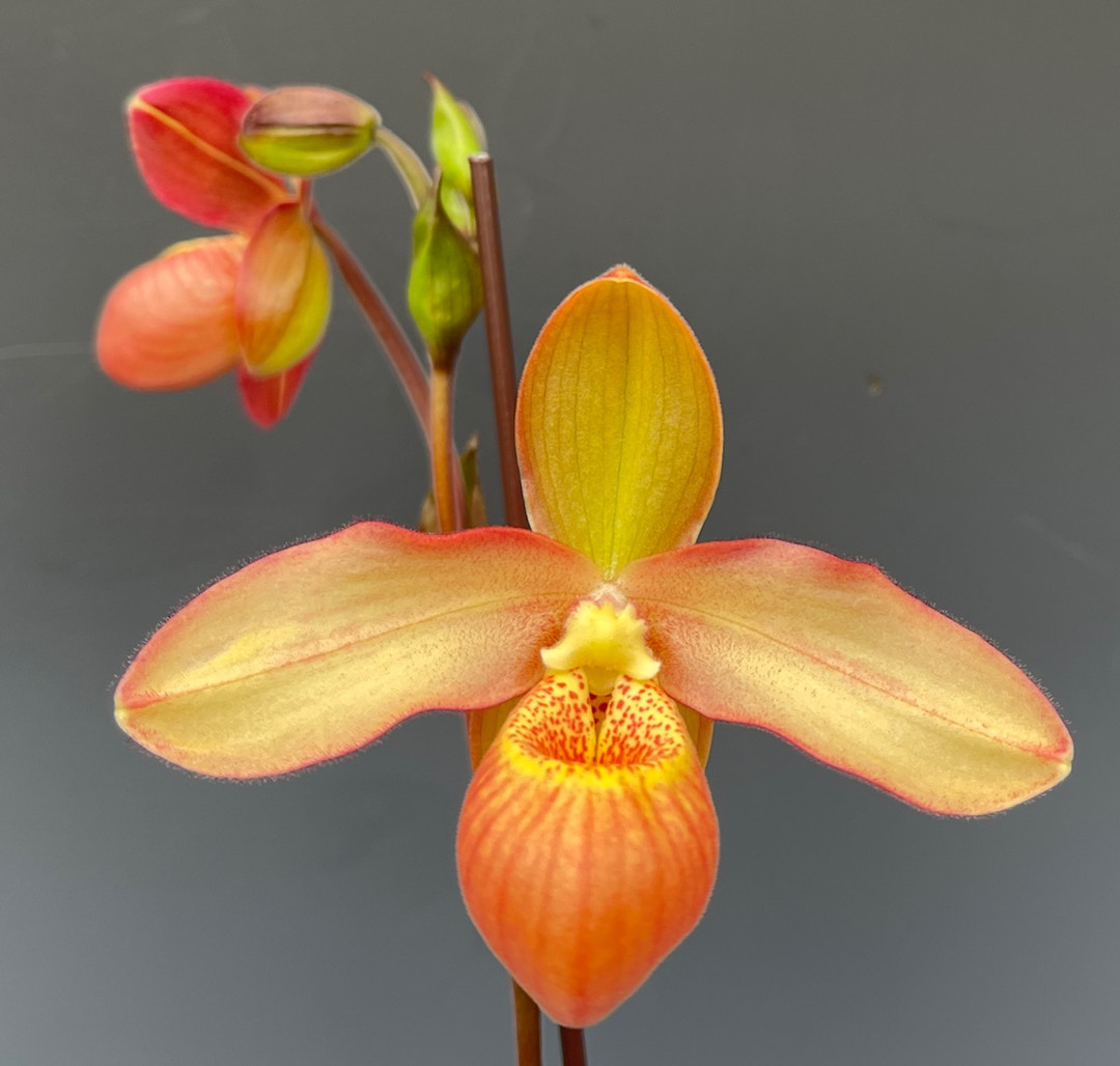 Phrag. Beauport 'Moulin Rouge' (3N) (Hanne Popow Flavum 'Jersey' AM/AOS ...