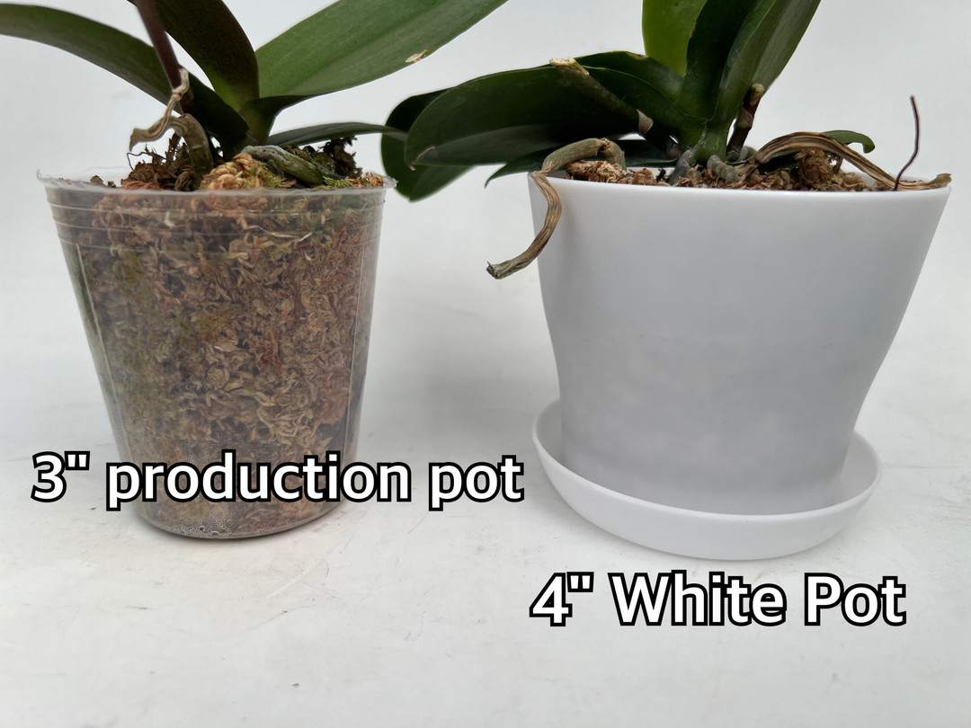 4-in-1 Micro-Mini Phalaenopsis Combo (Pinlong Cheris x Sogo Gotris, Li ...
