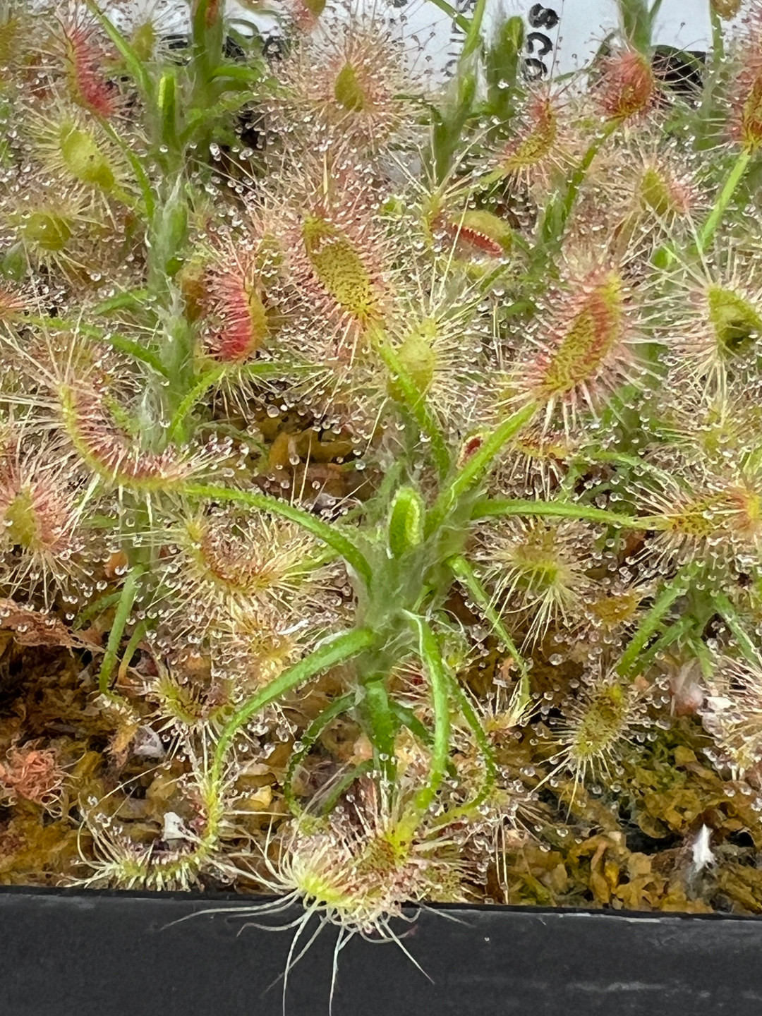 Drosera scorpioides - The Shaggy (pygmy) Sundew - OrchidWeb