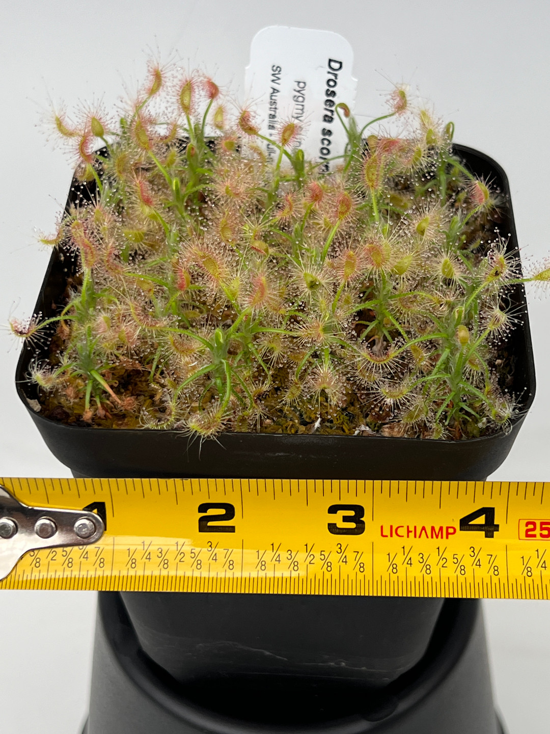 Drosera scorpioides - The Shaggy (pygmy) Sundew - OrchidWeb
