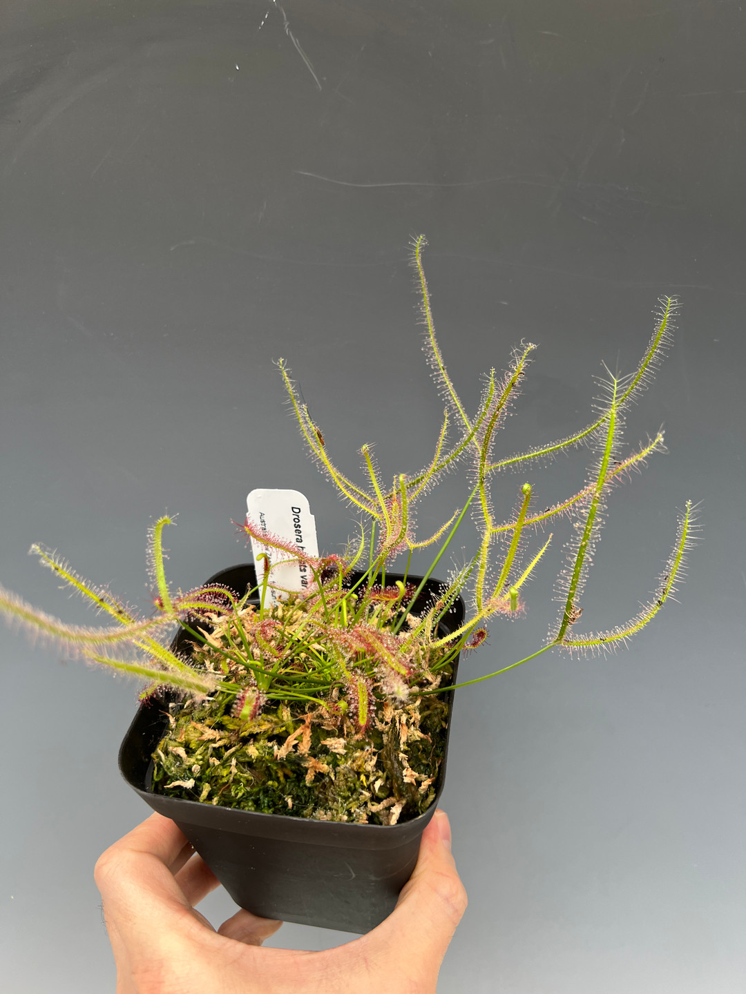 Drosera binata var. multifida extrema (staghorn sundew) - OrchidWeb
