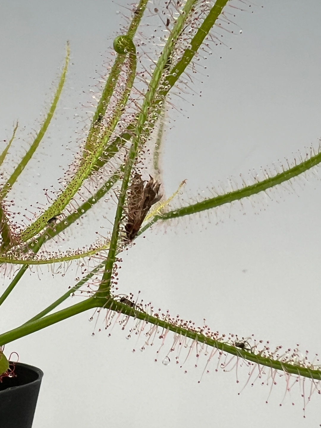 Drosera binata var. multifida extrema (staghorn sundew) - OrchidWeb