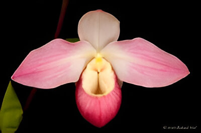 Phrag. Shimmer - (Twilight 4N x schlimii) - OrchidWeb