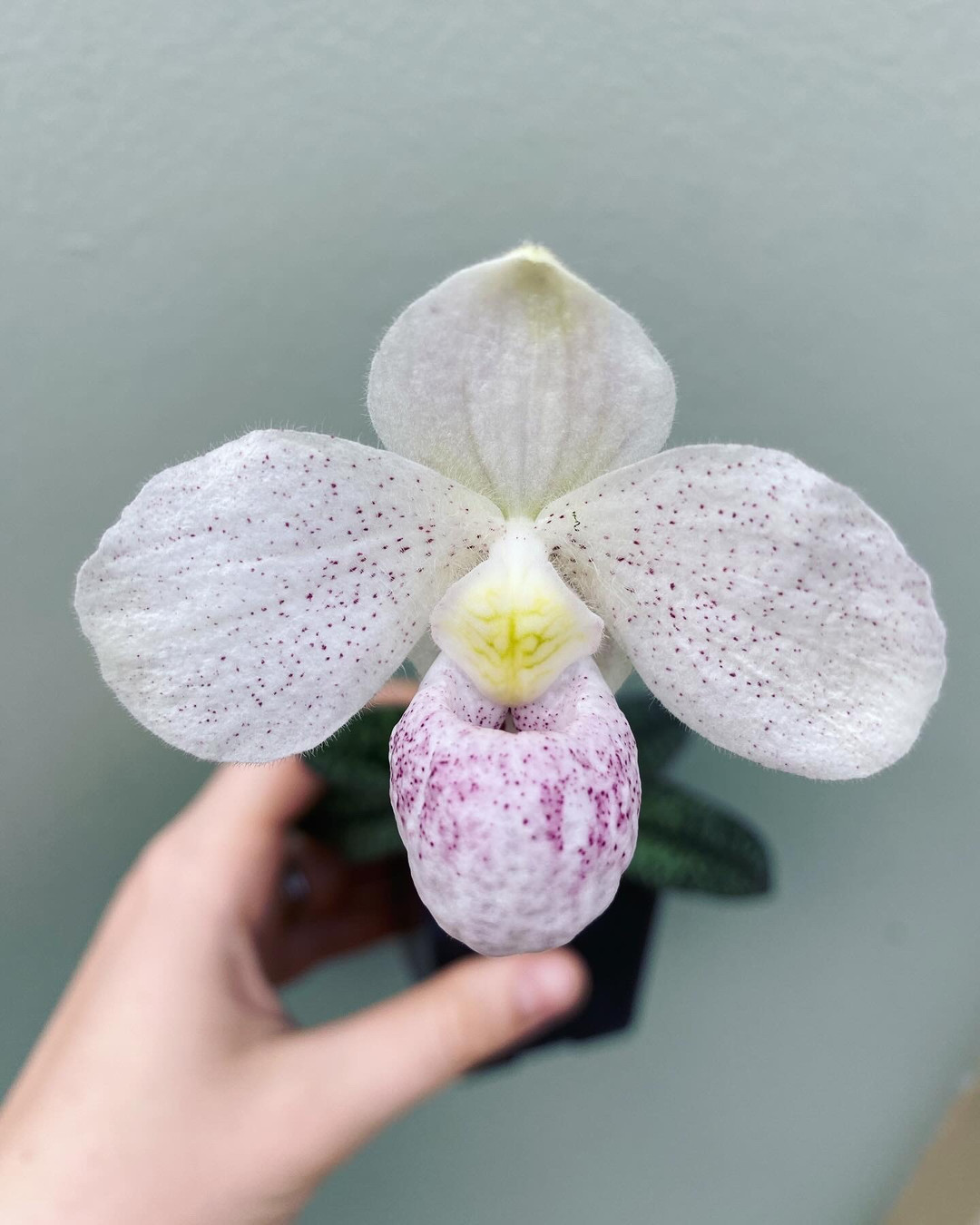 Paph. Chiada Gill - (delenatii var. dunkel x thaianum) - OrchidWeb