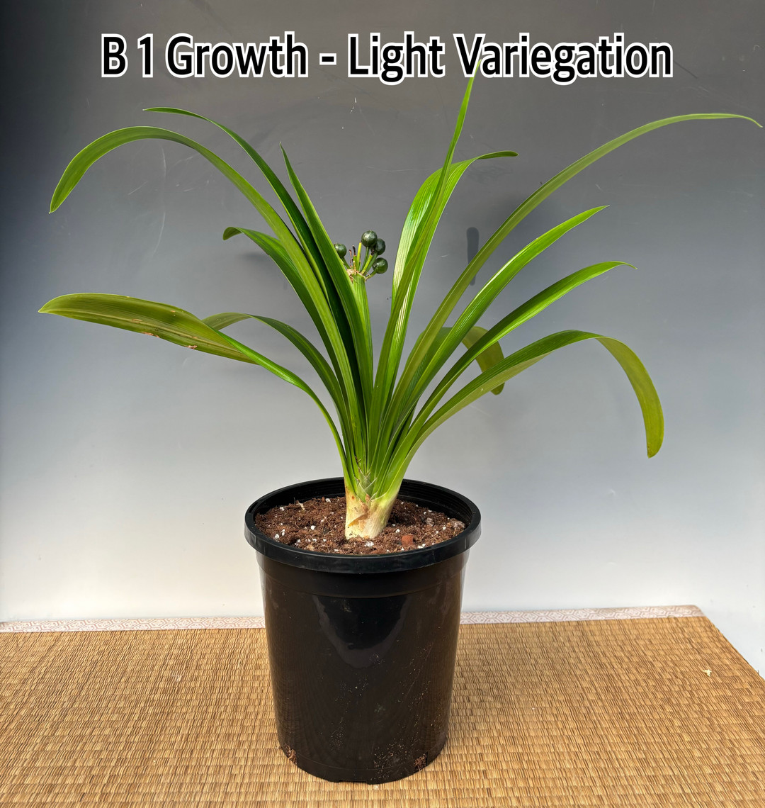 Clivia miniata variegated - Individual Listings - OrchidWeb