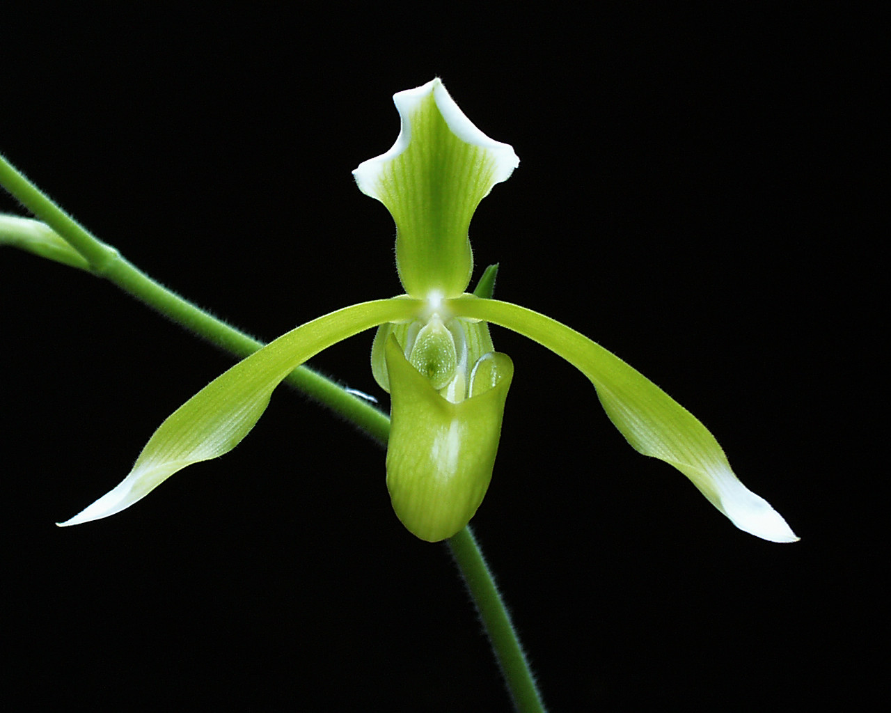 Paph. haynaldianum album - OrchidWeb