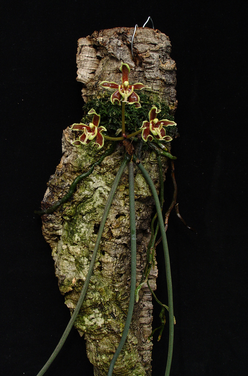 Paraphalaenopsis labukensis - OrchidWeb