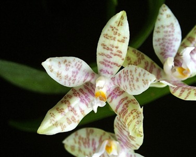 Phal. hieroglyphica - OrchidWeb
