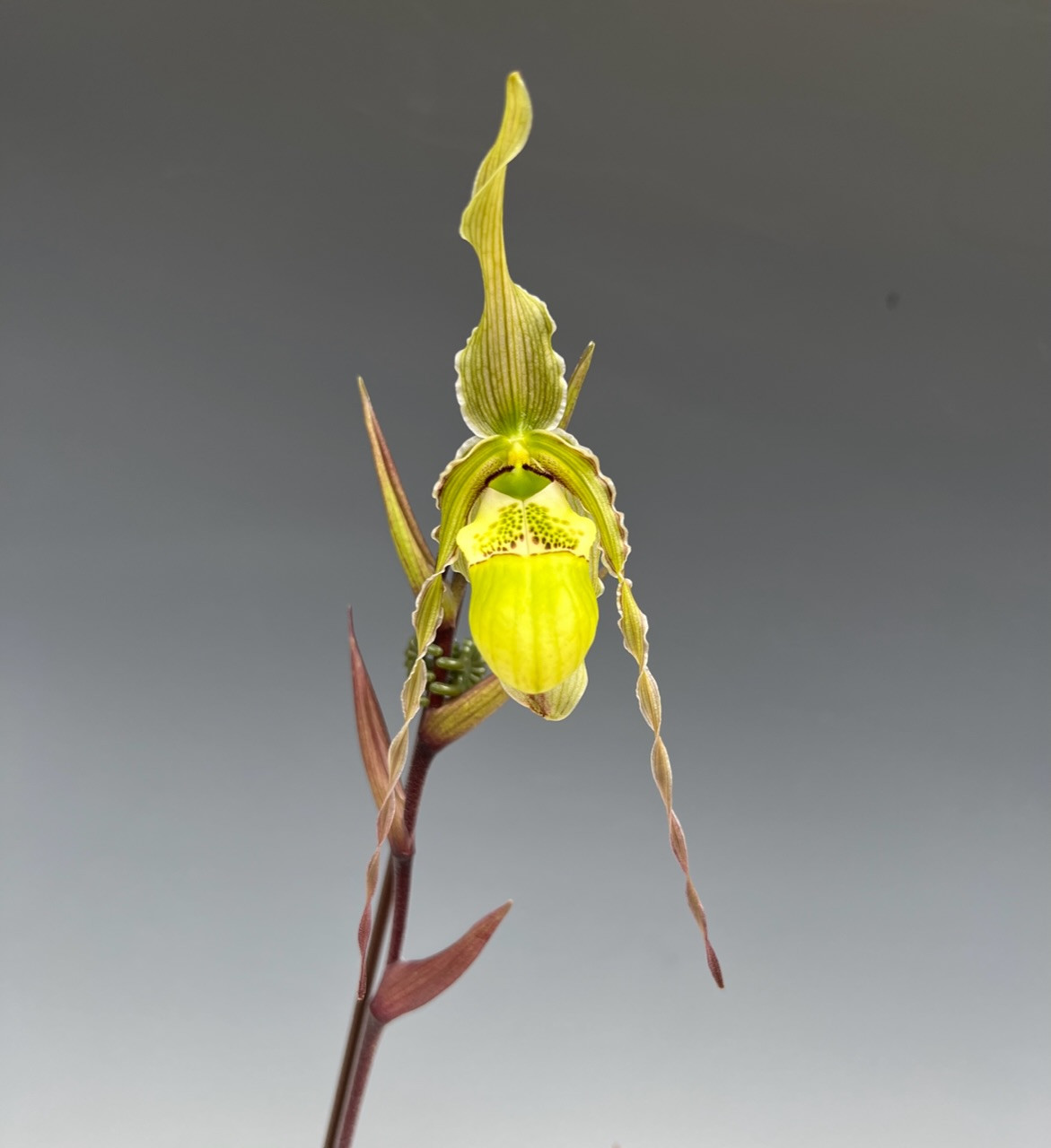 Phrag. x richteri - OrchidWeb