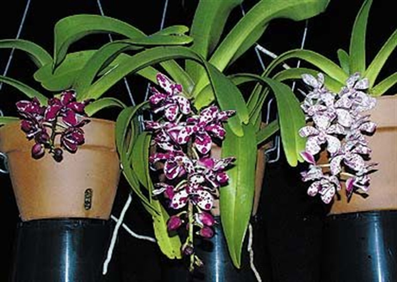 Opsistylis Mem. Mary Natrass (Vandopsis gigantea 'Fernbrook' x ...