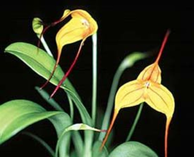 Masdevallia Tuakau Goldstrike (davissii 'Goldenrod' x triangularis ...