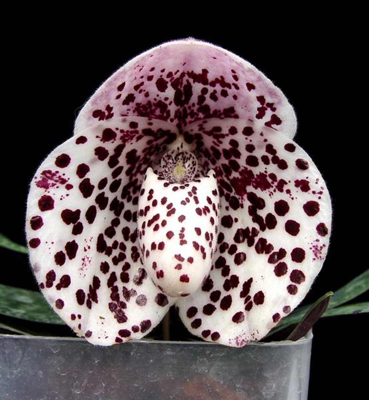 Paph. bellatulum - OrchidWeb