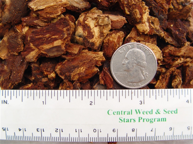 Bark (Rexius) - Medium - OrchidWeb