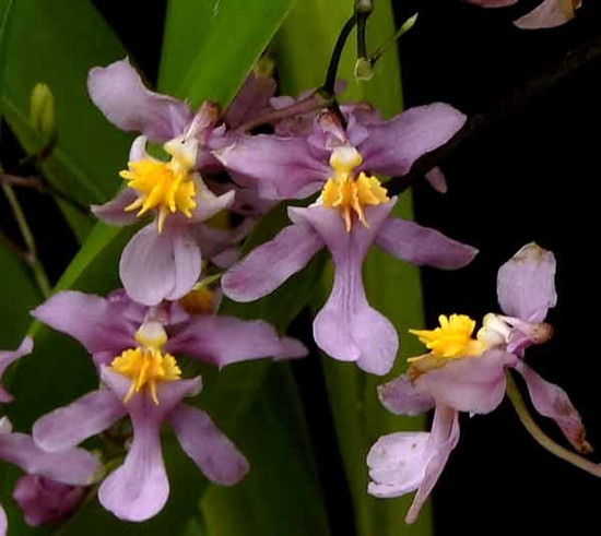 Oncidium ornithorhynchum - OrchidWeb