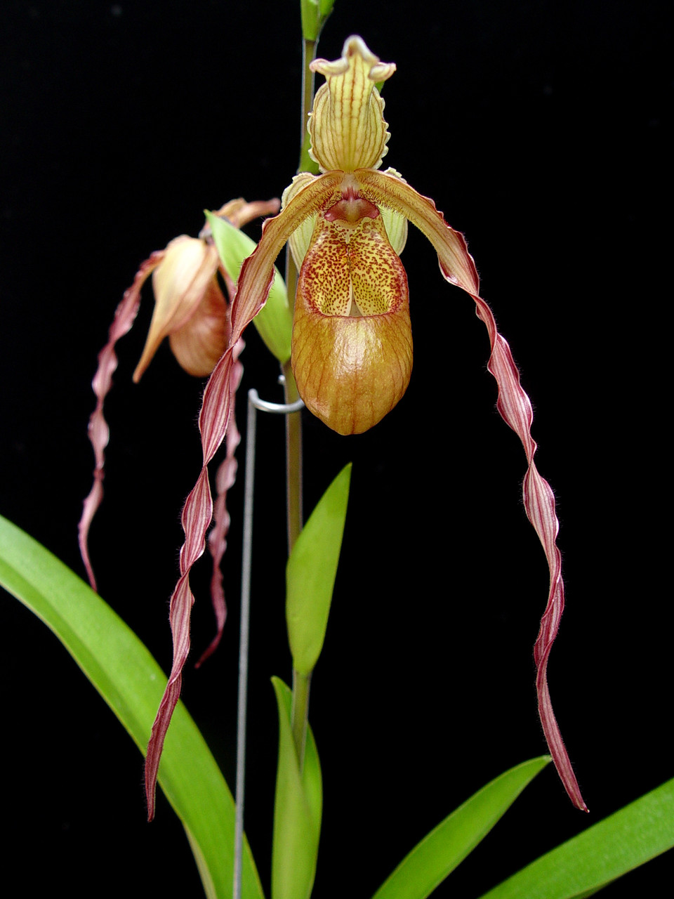 Phrag. Red Lightning (sargentianum x popowii) - OrchidWeb