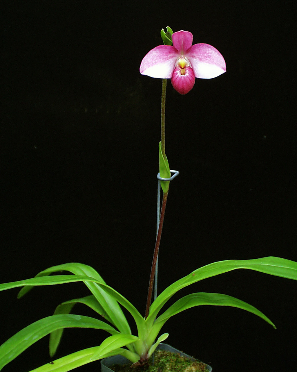 Phrag. Beverly Fischer (Phrag. St. Ouen 'Coral Glow' x fischeri 'Jerry ...