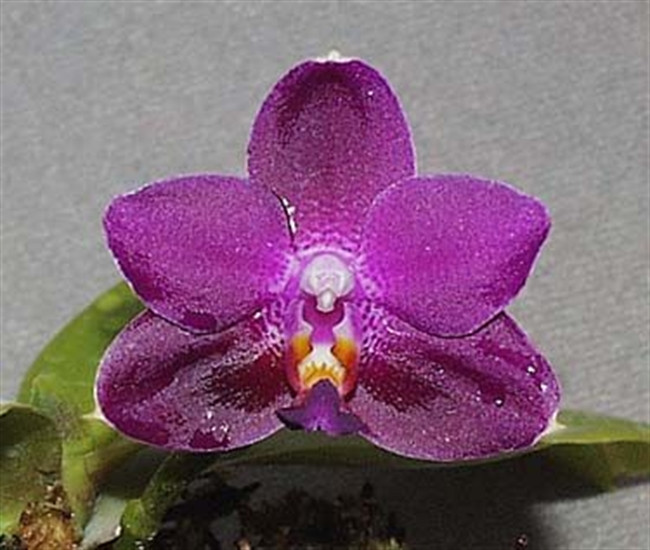 Phal. Ember (Phal. Mahalo x Phal. George Vasquez) - OrchidWeb