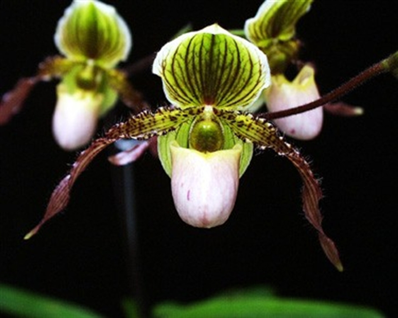 Paph. Shireen (glaucophyllum x philippinense) - OrchidWeb