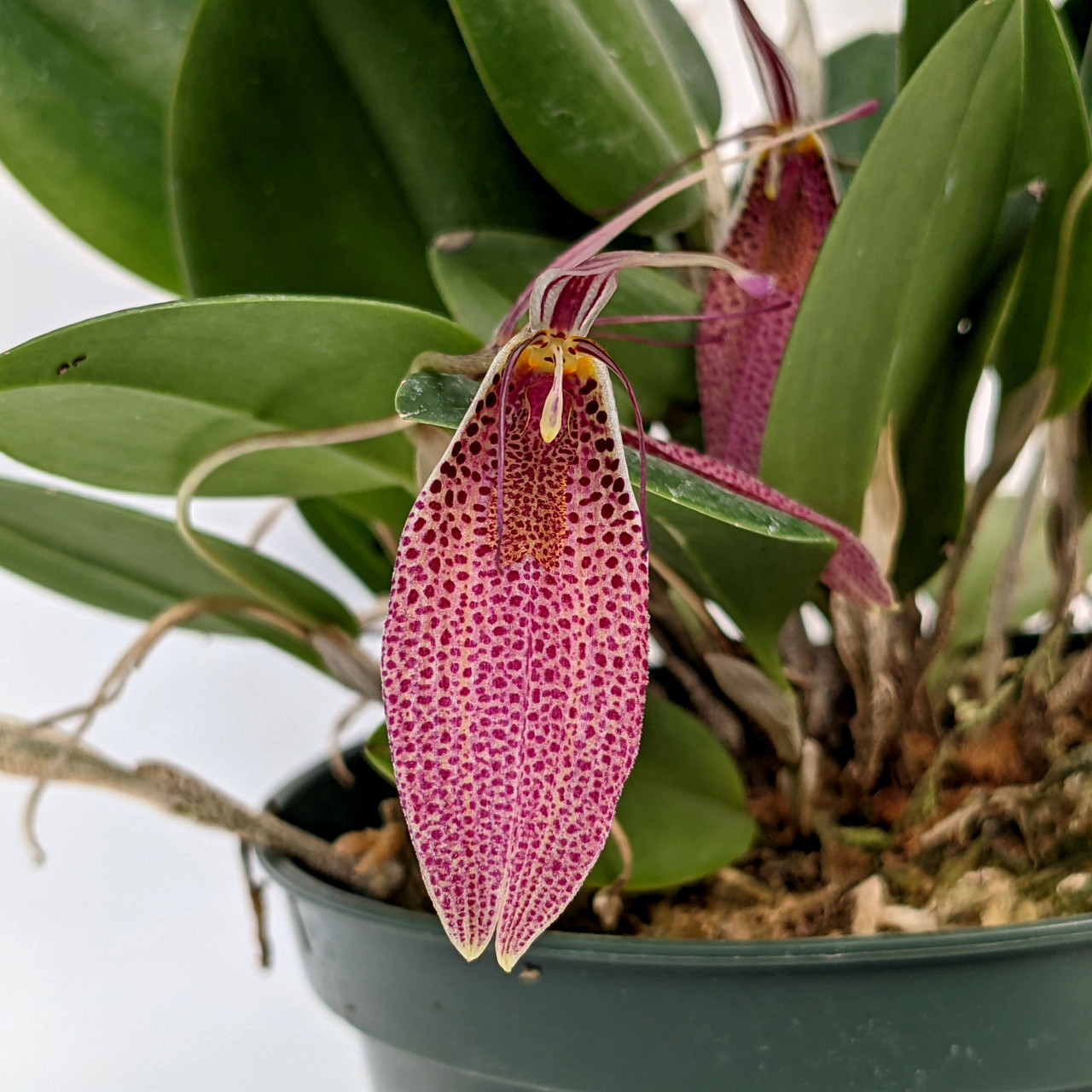 Restrepia elegans 'Edward' AM/AOS - OrchidWeb