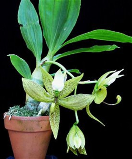Cycnoches ventricosum x loddigesii - OrchidWeb