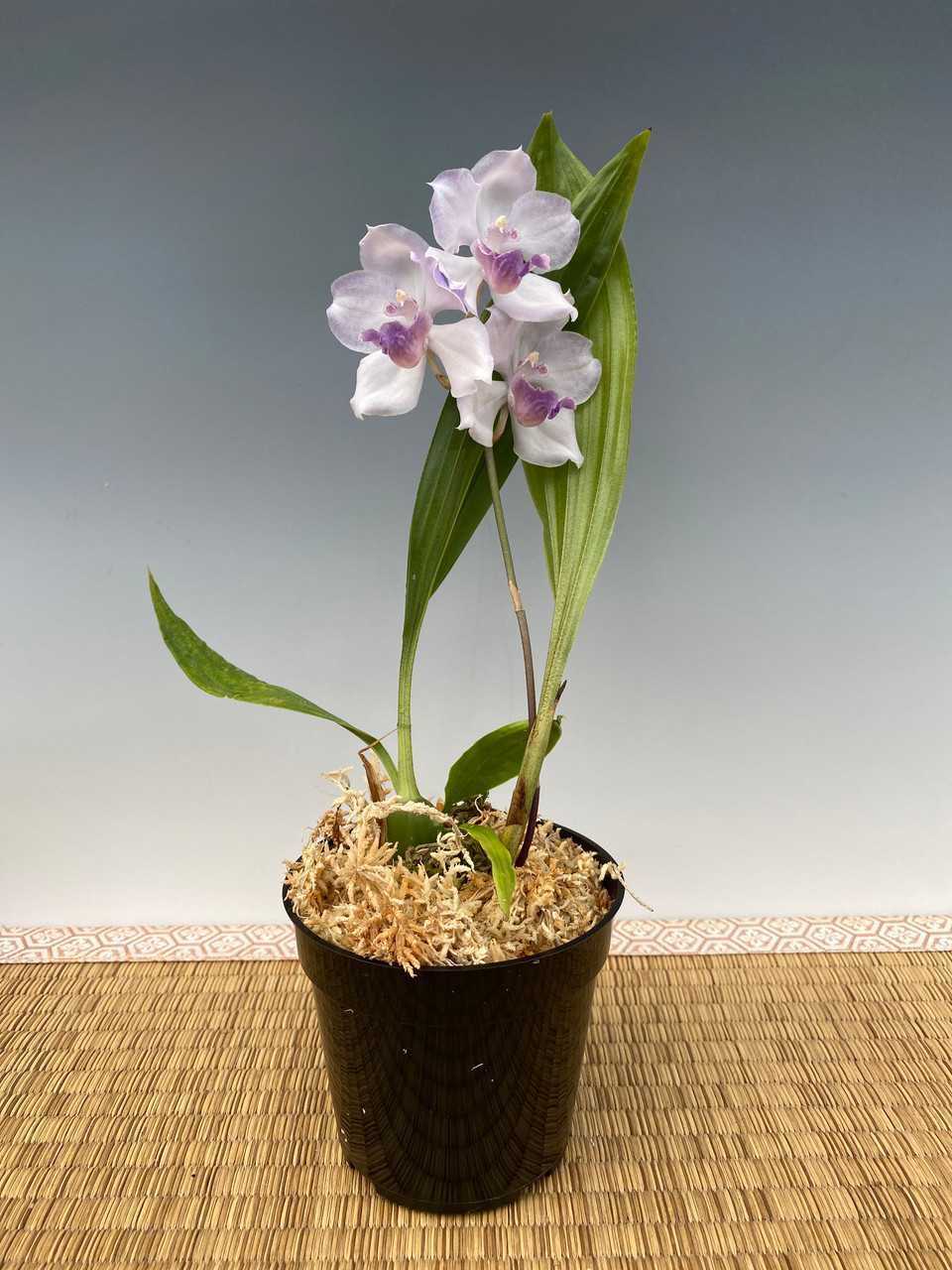 Aganisia cyanea (syn. Acacallis cyanea) - OrchidWeb