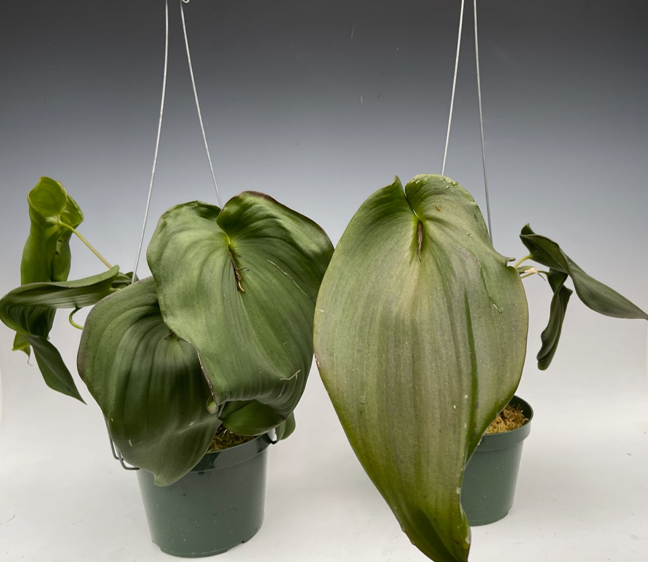 Pleurothallis gargantua Specimen Size - OrchidWeb