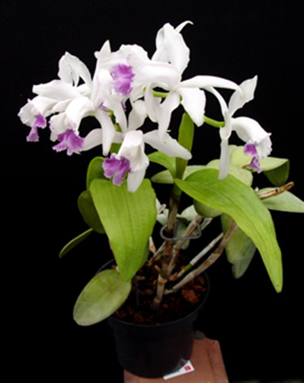 Cattleya intermedia coerulea (coerulea x sib) - OrchidWeb