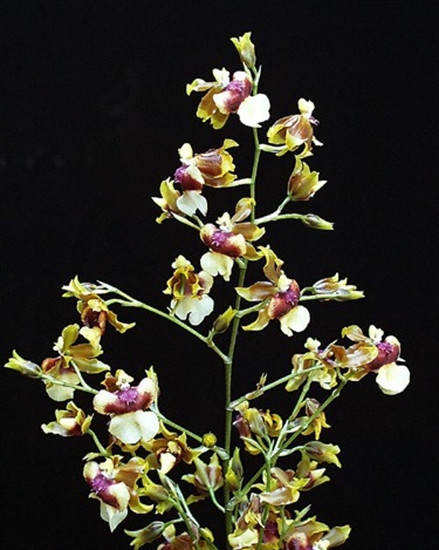 Miltonidium Pupukea Sunset 'Hawaii' (Milt. warscewiczii x Onc ...