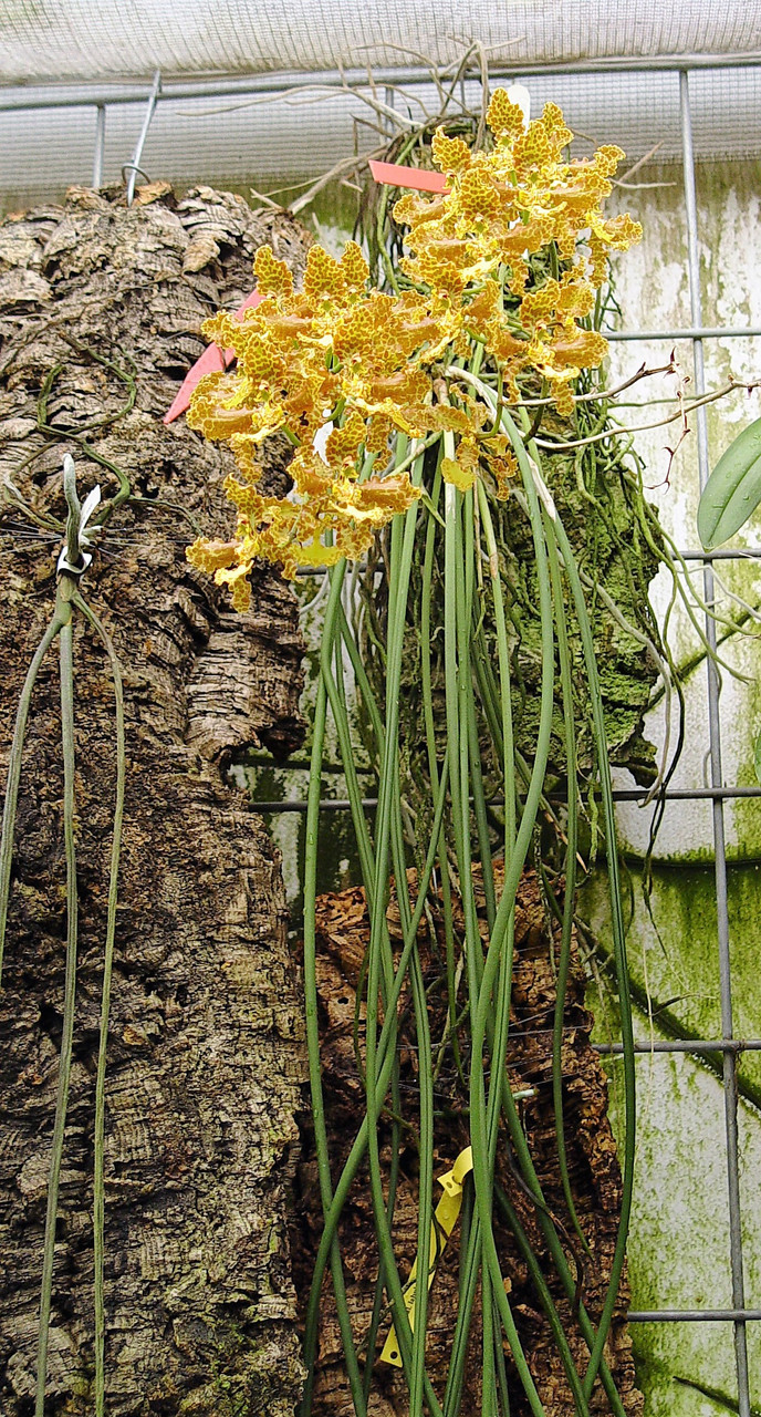 Trichocentrum stacyi (syn. Oncidium stacyi) - OrchidWeb