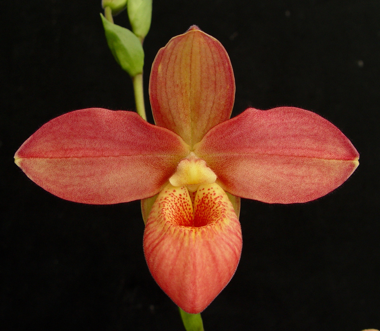 Phrag. Icho Tower (Beauport x besseae var. flavum 'Canary Gold ...