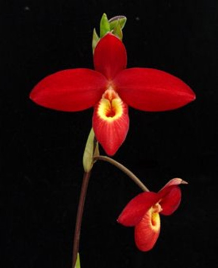 Phrag. Scarlet O'Hara (Jason Fischer x besseae) - OrchidWeb