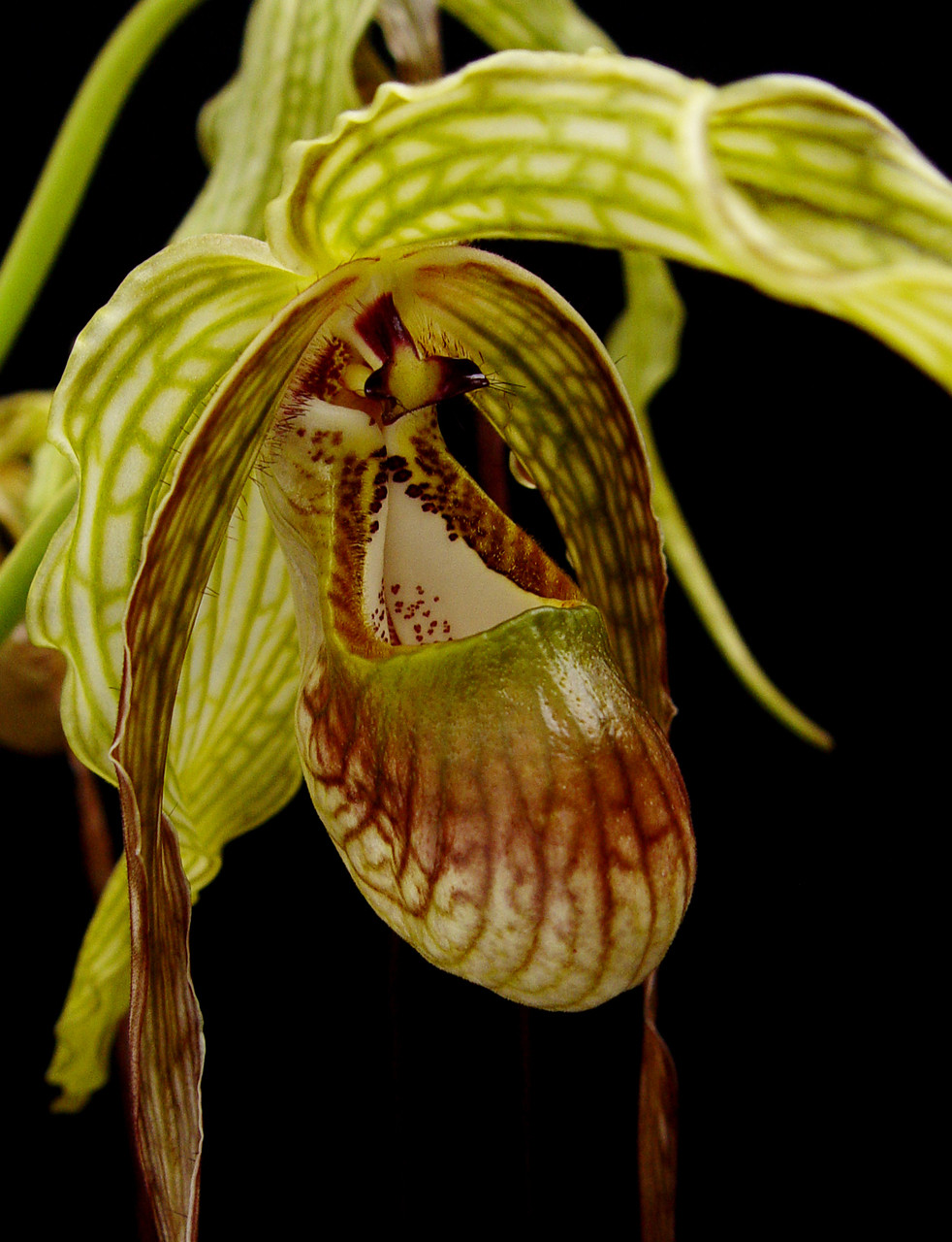 Phrag. Stairway To Heaven - OrchidWeb