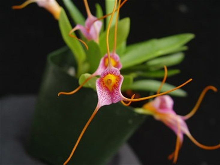 Masdevallia Celtic Frost 'Cinnamon and Honey' (Masd. Angel Frost ...