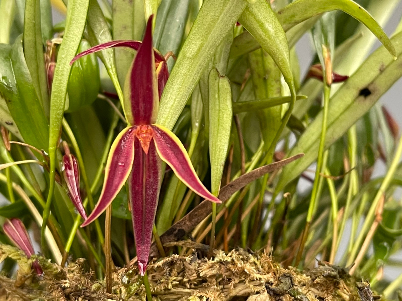 Pleurothallis allenii - OrchidWeb